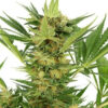 Buy AK-47 Marijuana Seeds USA - Abundant Life Seeds