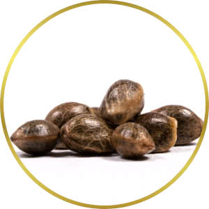 Buy LSD Marijuana Seeds USA - Abundant Life Seeds