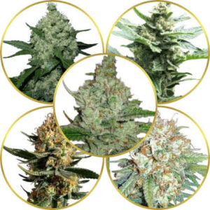 Top 10 Best Fast-Flowering Weed Strains to Grow - Abundant Life Seeds