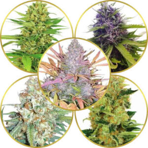 Top 10 Best Sweet Fruity Weed Strains to Grow - Abundant Life Seeds