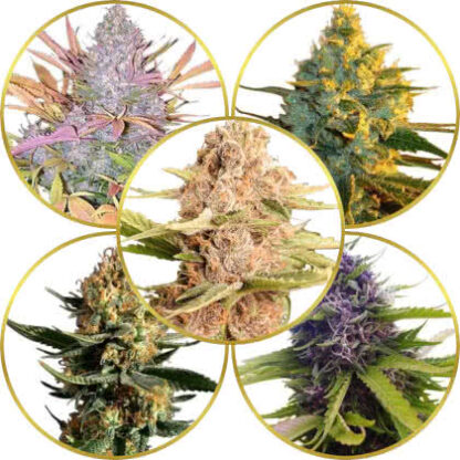 Top 10 Best-Tasting Weed Strains to Grow - Abundant Life Seeds