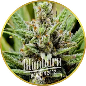 Buy Super Lemon Haze Autoflower Seeds USA - Abundant Life Seeds