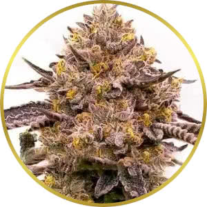 Buy Biscotti Marijuana Seeds USA - Abundant Life Seeds